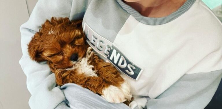 Norris Nuts dog died – what happened - CLICKER