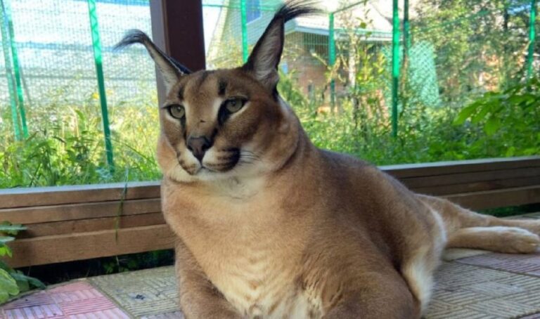 "Floppa died" - is it true: what are the details