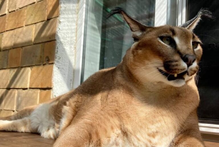 "Floppa died" - is it true: what are the details